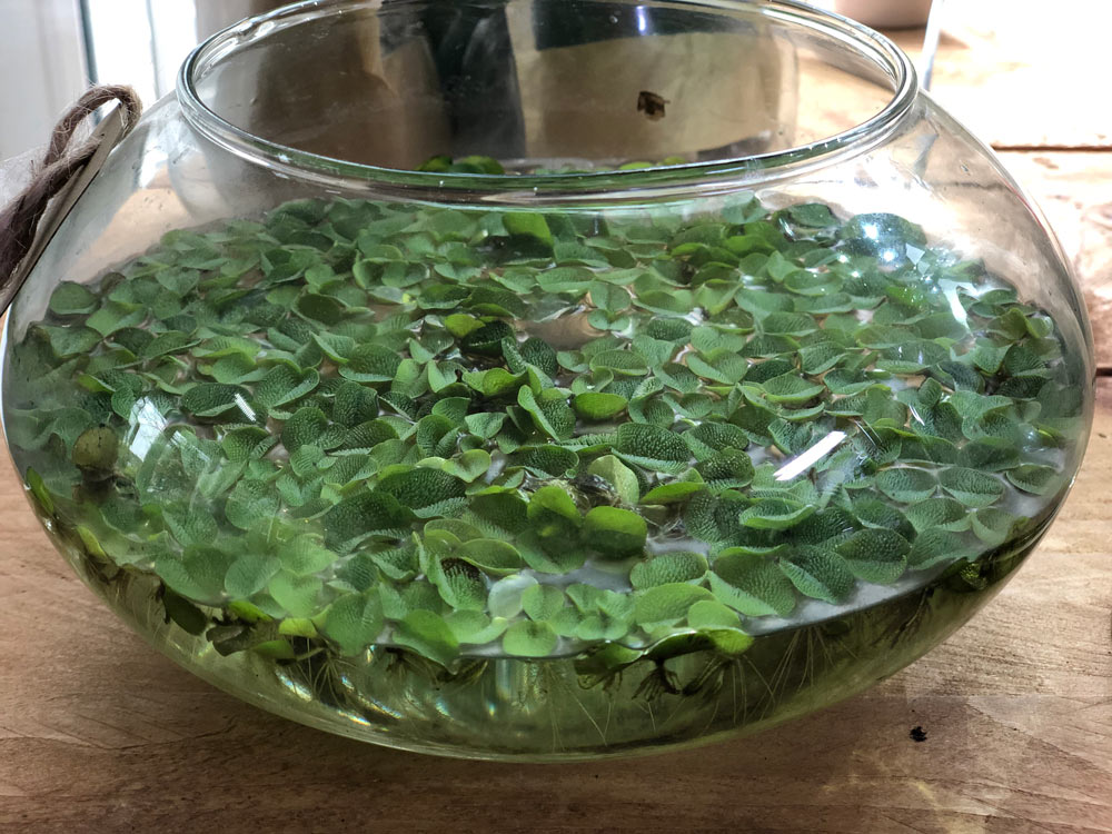 5 top tips for first-time aquascaping – The Plant Based Podcast