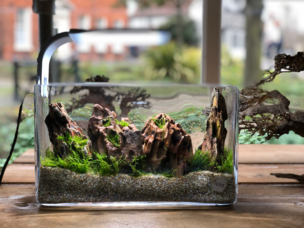 5 top tips for first-time aquascaping – The Plant Based Podcast