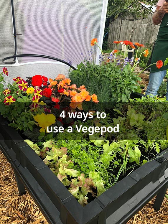 4 ways to use a Vegepod – The Plant Based Podcast