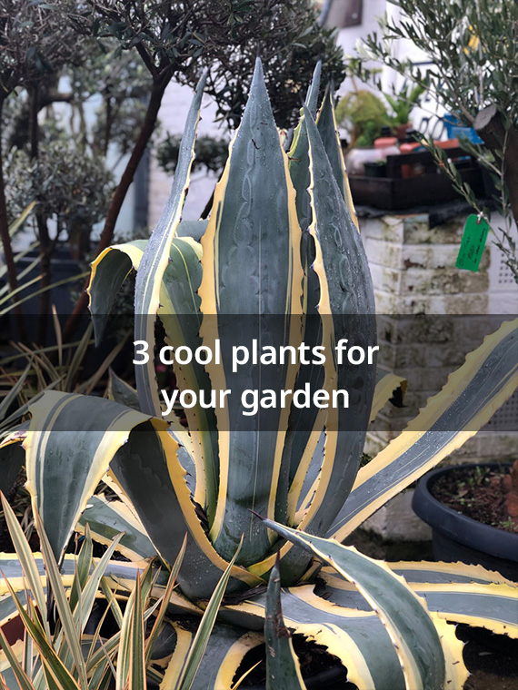 3 cool plants for your garden – The Plant Based Podcast