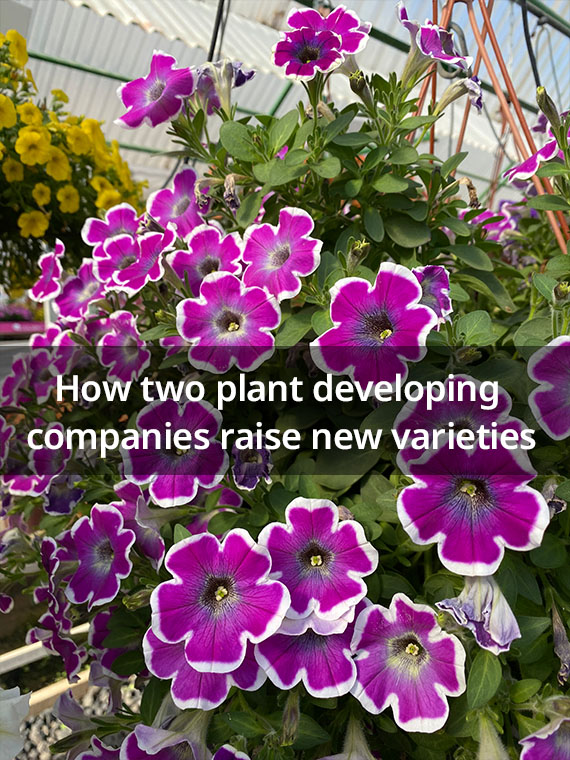 How two plant developing companies raise new varieties – The Plant ...